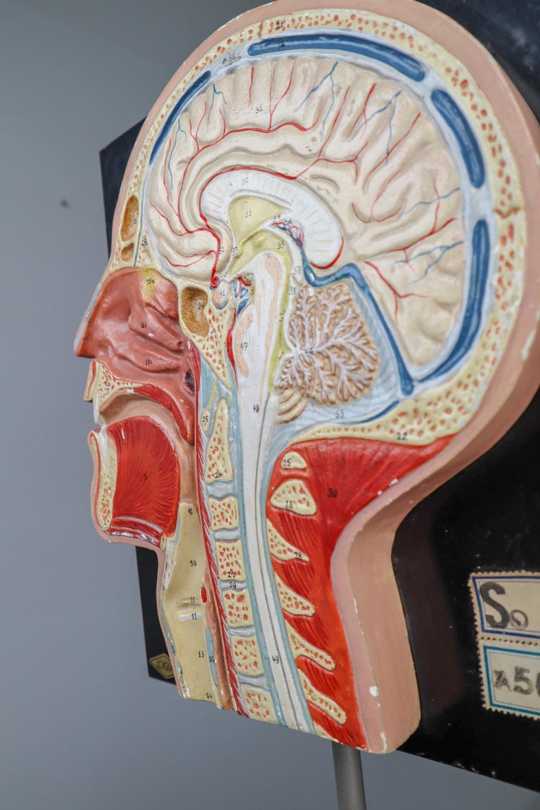 Human Half Head Anatomical on Plaster, Wood and Metal Base Czech ...