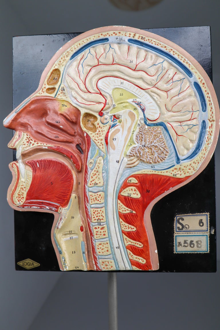 Human Half Head Anatomical on Plaster, Wood and Metal Base Czech ...