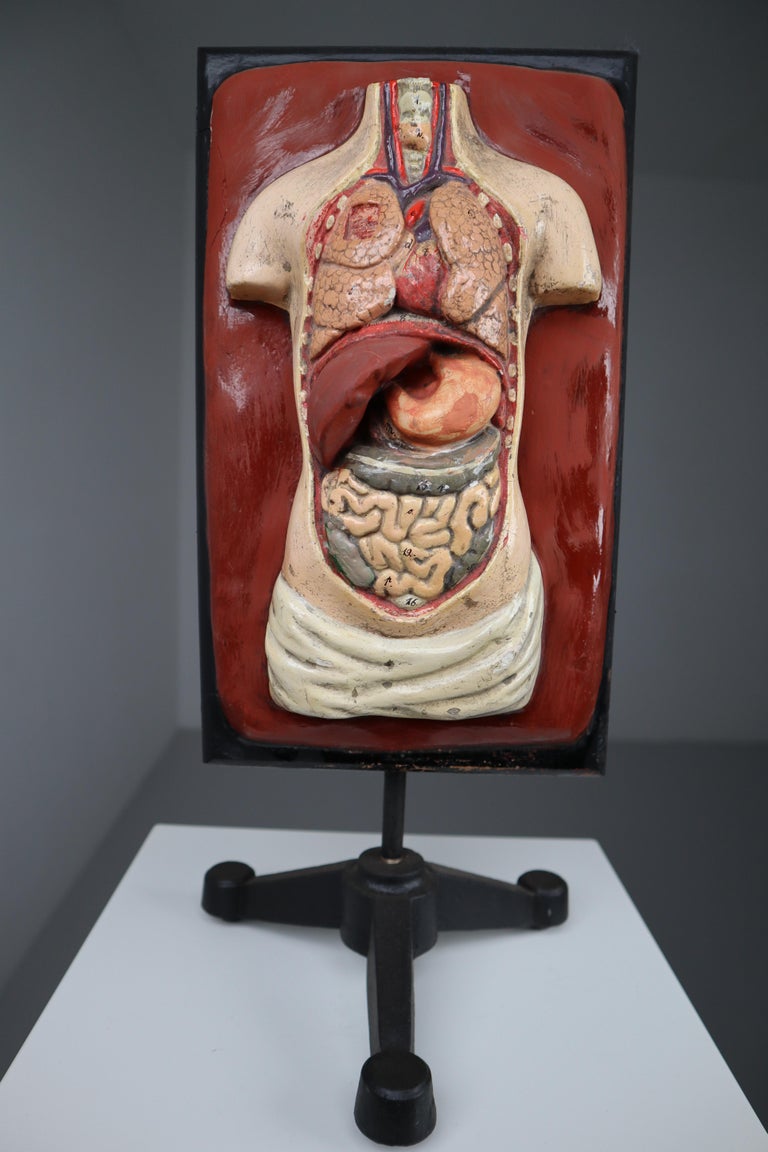 Human Medical Anatomical Torso Model Wood and Metal Base Czech Republic ...