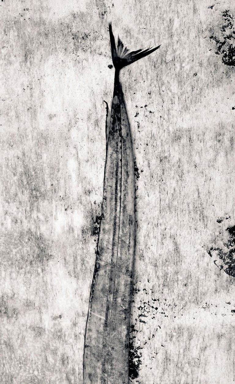 Ian Sanderson - Sabre - Signed limited edition fine art print, Black ...