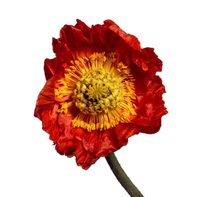 Iceland Poppy 'R' by Michael Zeppetello For Sale at 1stDibs