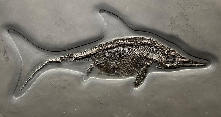 Complete Fossilised Skeleton of an Ichthyosaur in Grey Slate For Sale at 1stDibs