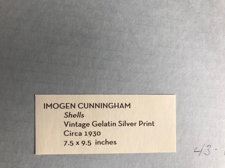 Imogen Cunningham - Shells Vintage Unique Photograph Signed Silver ...