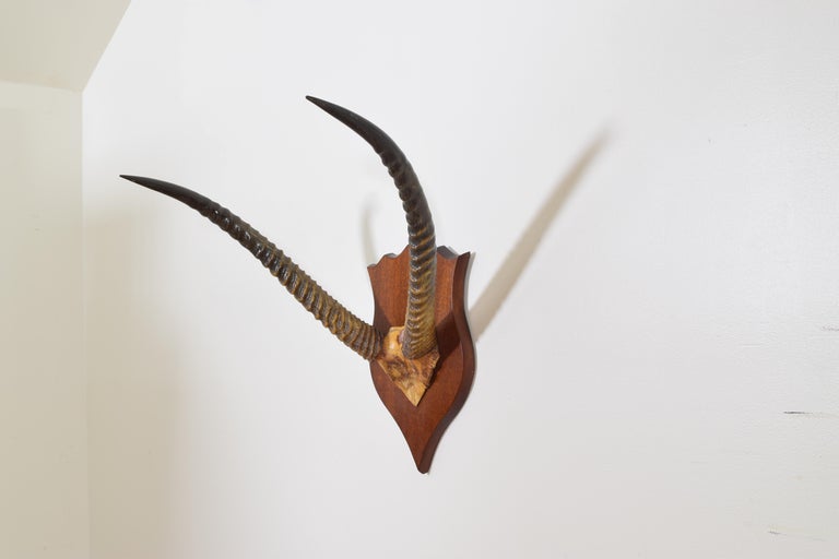 Impala Horn and Partial Skull Mount, Africa, First Half of the 20th ...