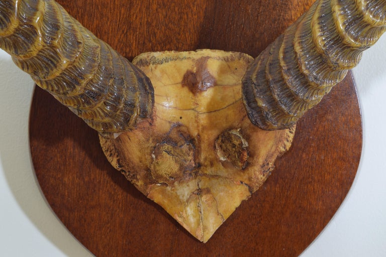 Impala Horn and Partial Skull Mount, Africa, First Half of the 20th ...