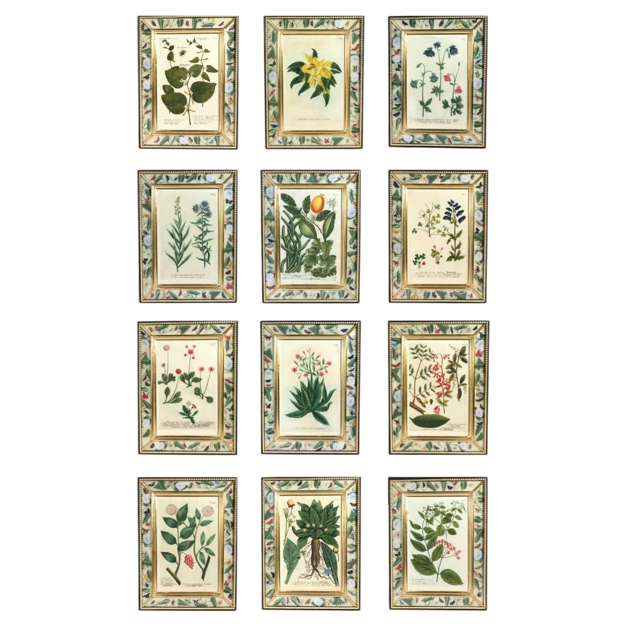 Important Spectacular Set of Twelve 18th-century Weinmann Botanical ...