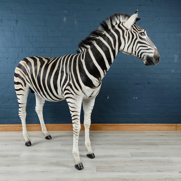 Impressive 20th Century Full Mount Taxidermy Burchell Zebra at 1stDibs