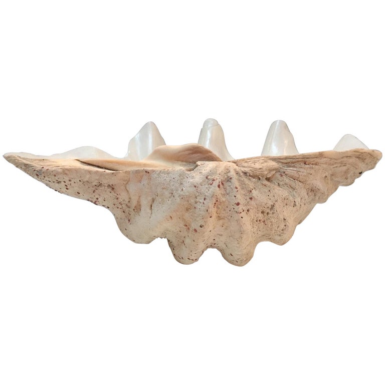 Impressive Large Authentic Clam Shell at 1stDibs