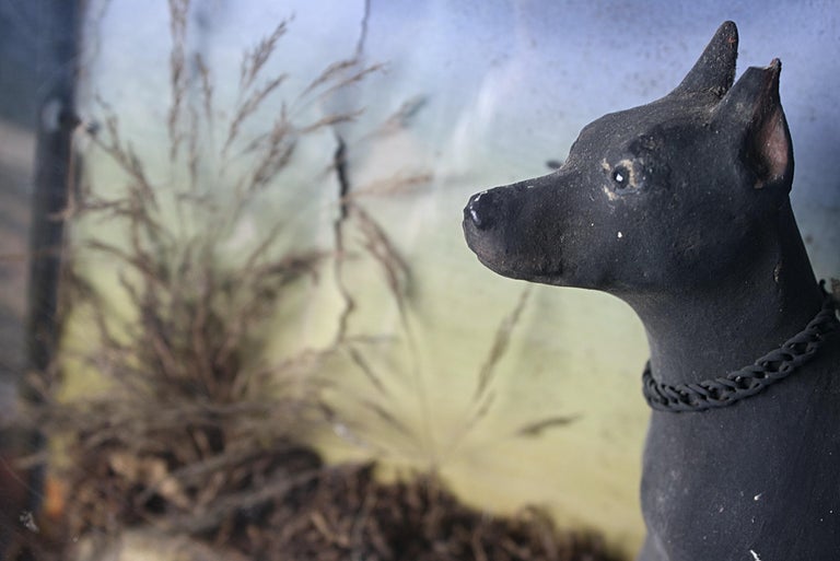 'In Memory of Jacko" the Champion Ratter circa 1850 Taxidermy Dog ...