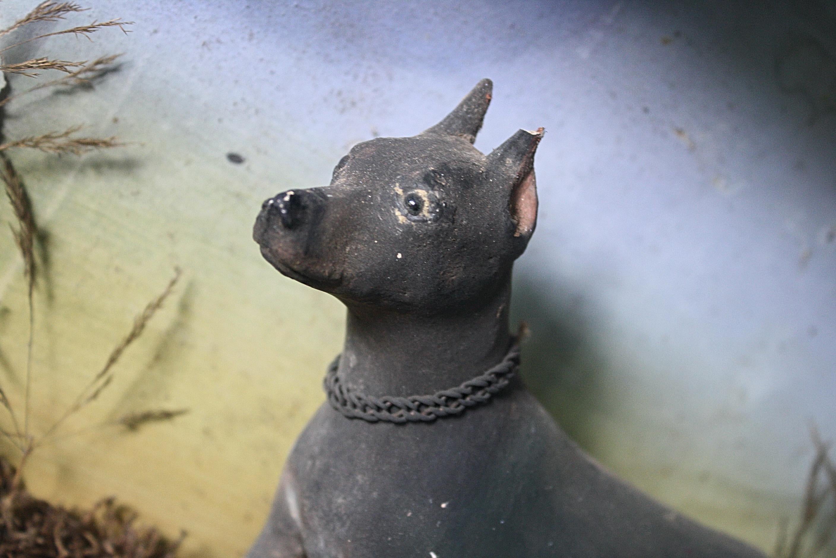 'In Memory of Jacko" the Champion Ratter circa 1850 Taxidermy Dog ...