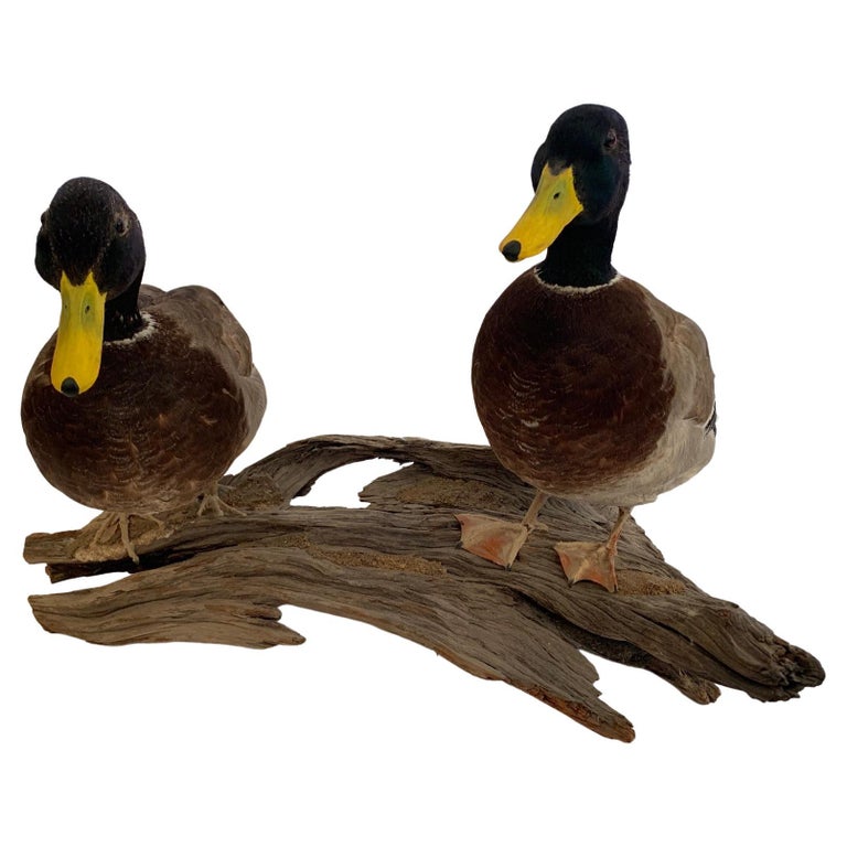 Incredible Life like Mounted Taxidermy Mallard Ducks on Driftwood Base ...