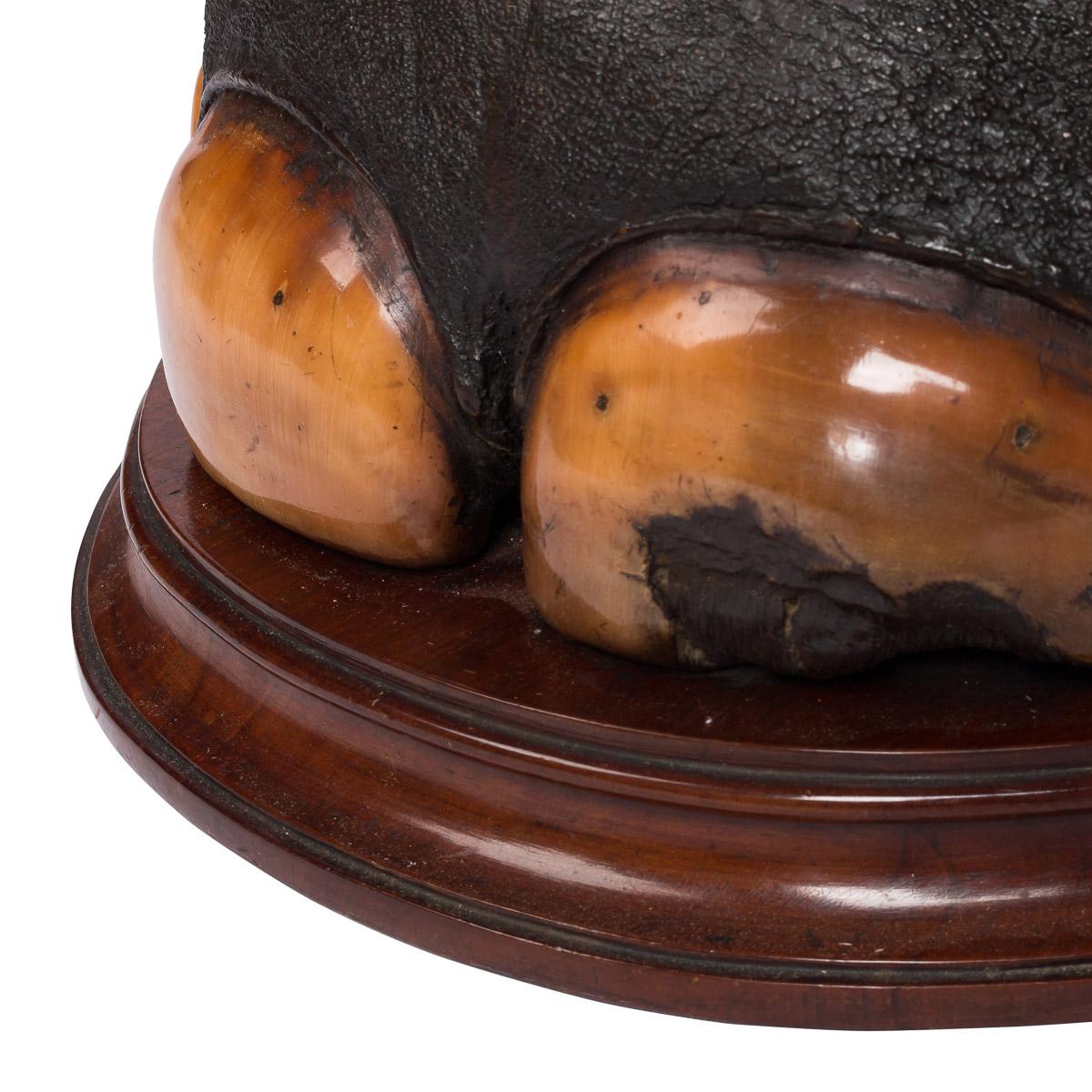 Incredibly Rare 20th Century African Elephant Foot Decanter Box at 1stDibs