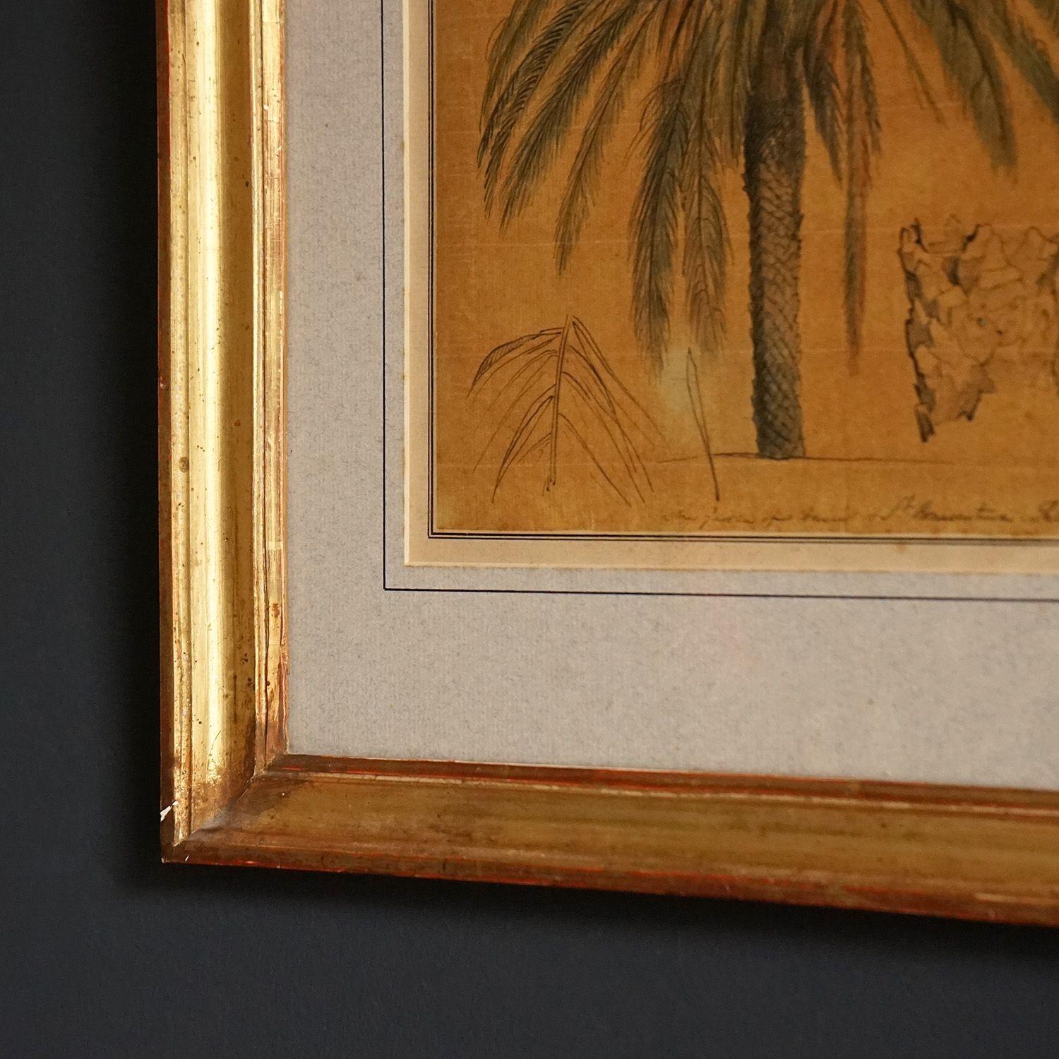 Ink and Watercolour Study of a Palm Tree by John Flaxman RA, 18th ...