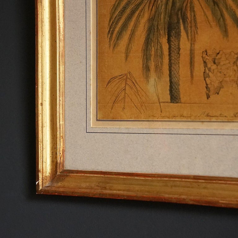 Ink and Watercolour Study of a Palm Tree by John Flaxman Ra, 18th ...