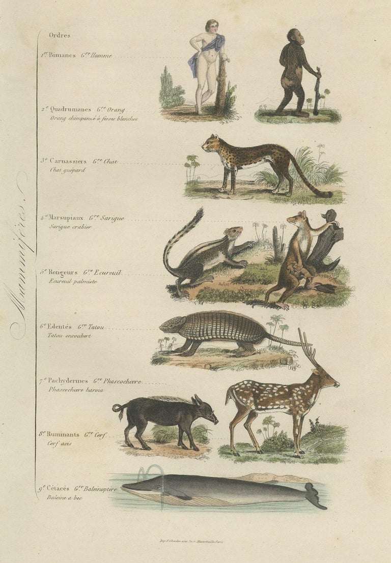 Interesting and Decorative Antique Print of Various Mammals and Humans ...