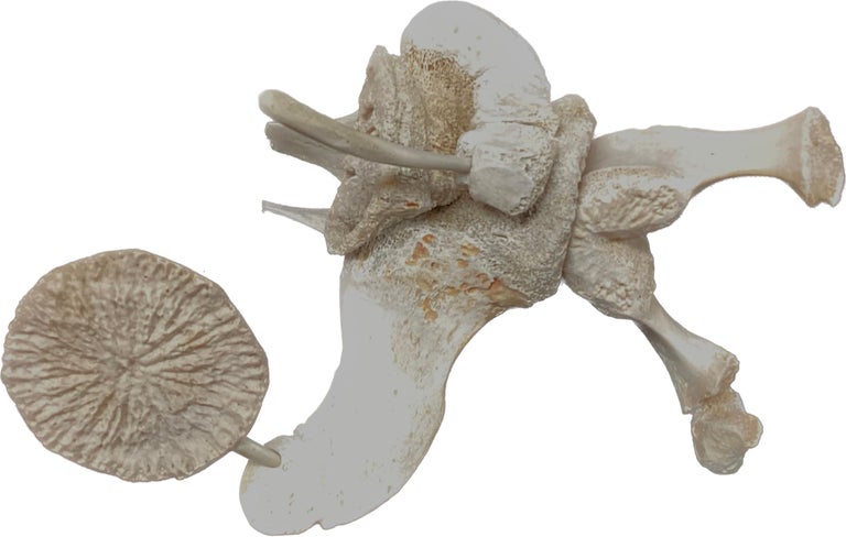 Inuit Fossilized Whale Bone Sculpture #12 For Sale at 1stDibs