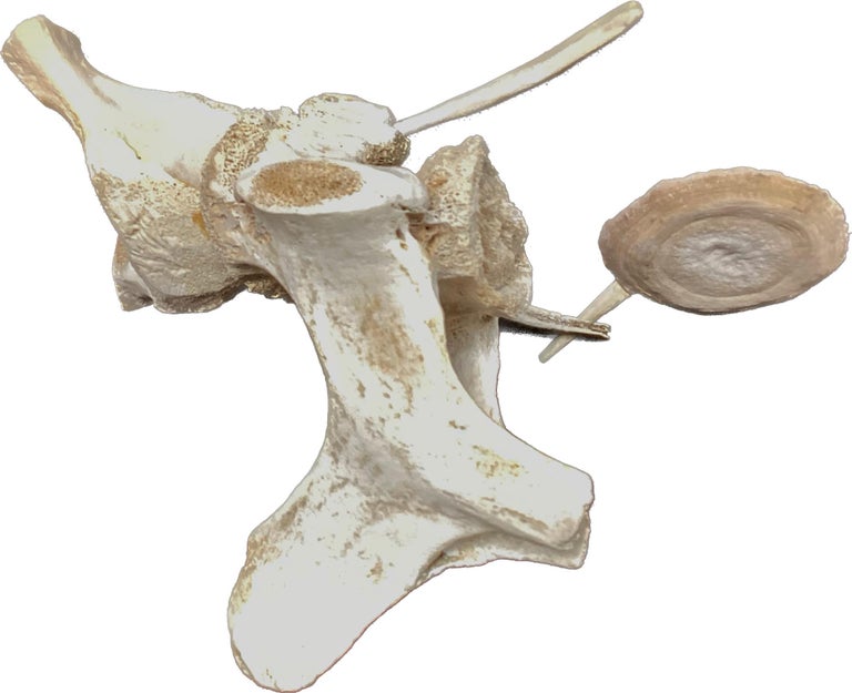 Inuit Fossilized Whale Bone Sculpture #12 For Sale at 1stDibs