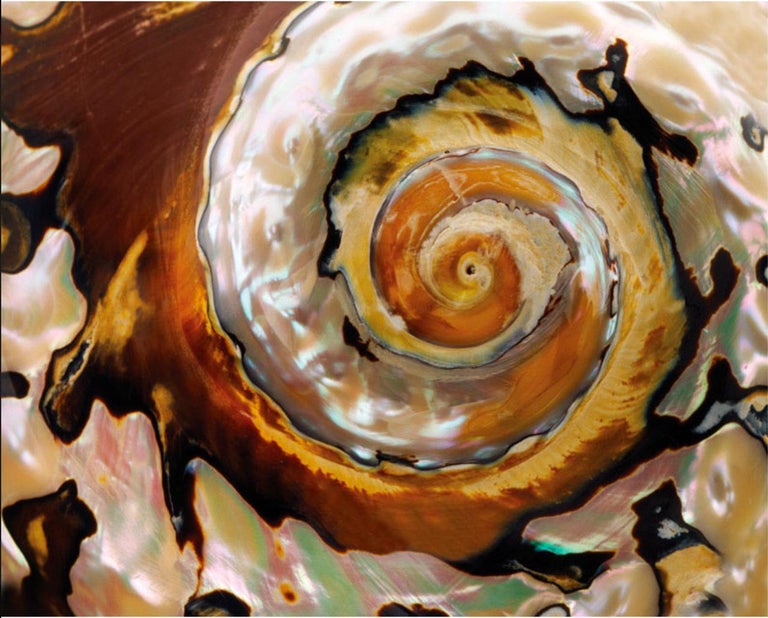 Iran Issa-Khan - Whirlwind. Sea Shelf close up. Large Color Photograph ...