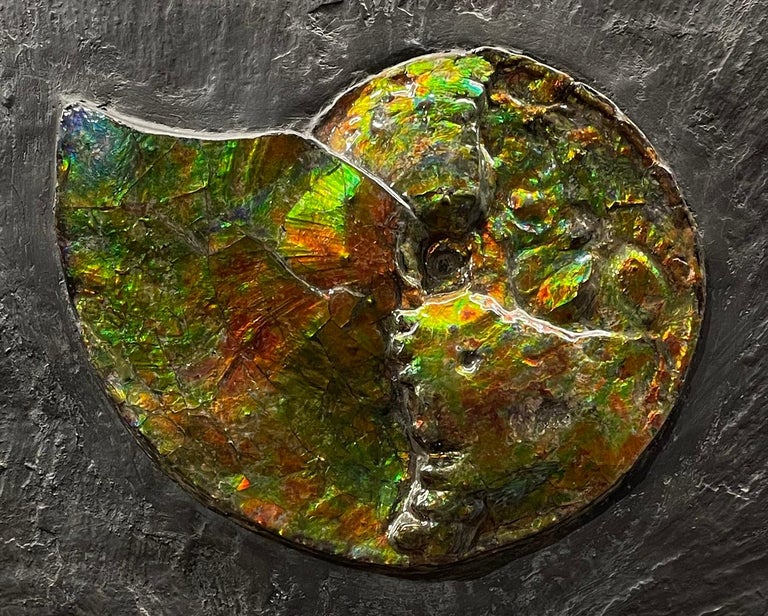 Iridescent Ammonite in Grey Slate at 1stDibs
