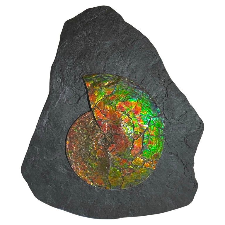 Rare Wall Mounted Iridescent Ammonite Fossil in Grey Slate For Sale at ...