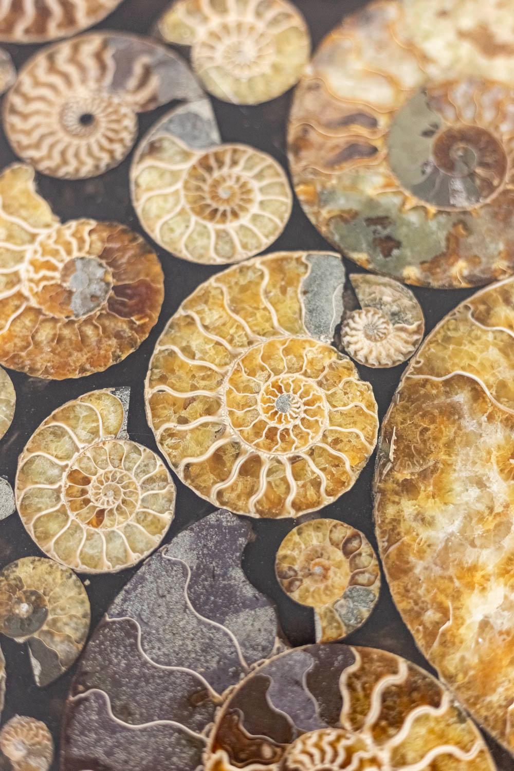 Iron and Fossilized Ammonite Pedestal Tables, 1980's at 1stDibs