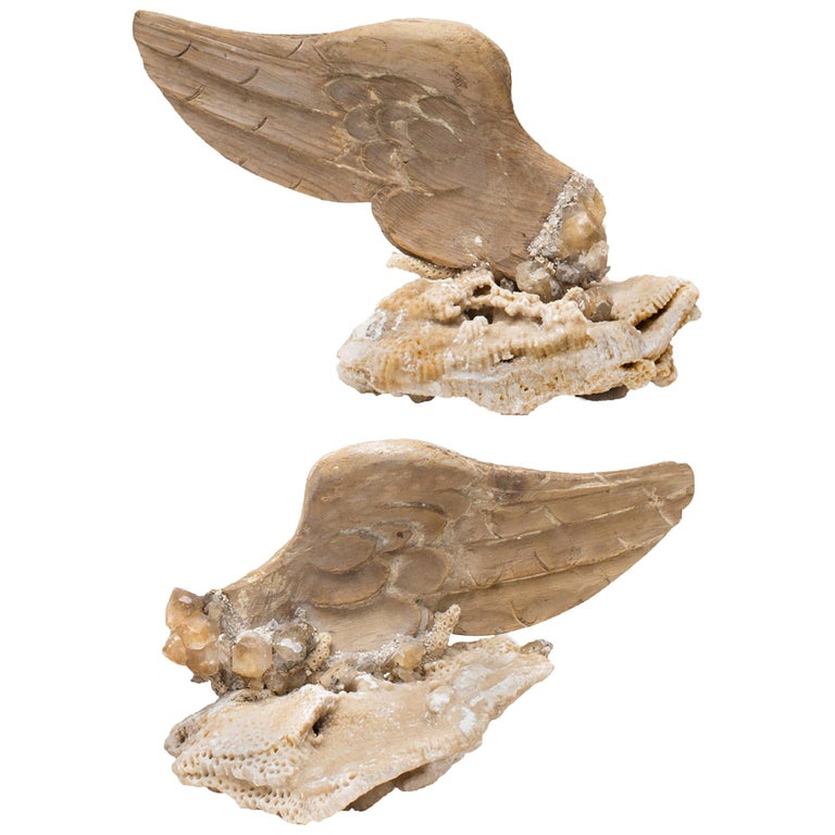 Italian Angel Wings with Honey Calcite Crystals on Fossil Agate Coral ...