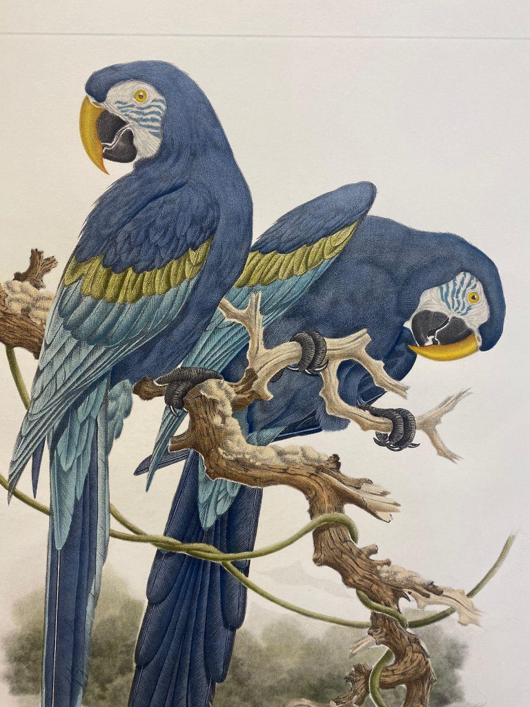 Italian Contemporary Hand Colored Print Axel Amuchastegui "Parrots" Blu ...