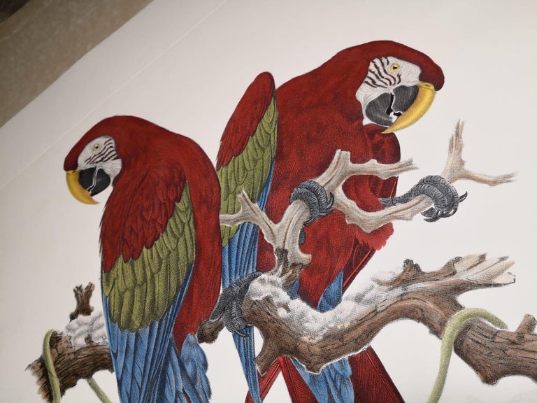 Italian Contemporary Hand Colored Print Axel Amuchastegui "Parrots" Red ...