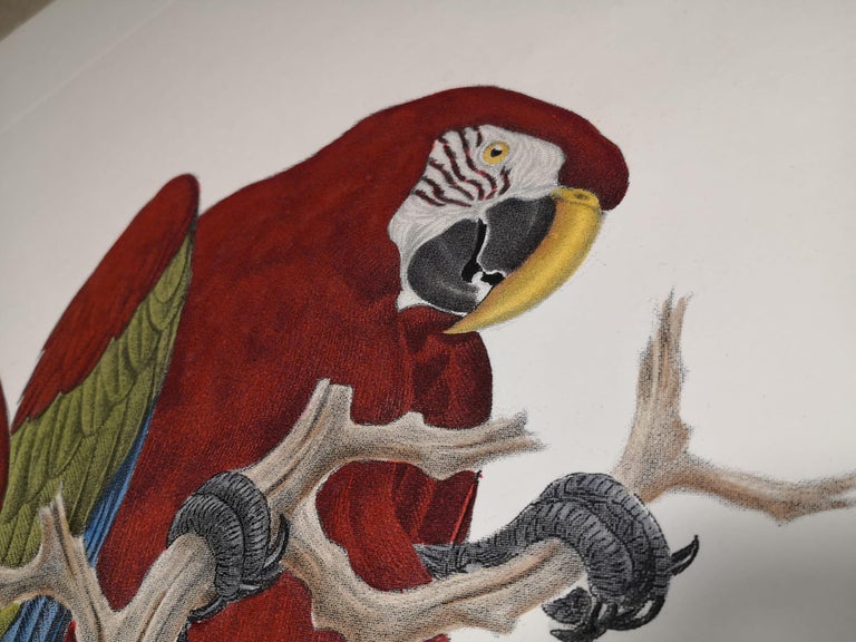 Italian Contemporary Hand Colored Print Axel Amuchastegui "Parrots" Red ...