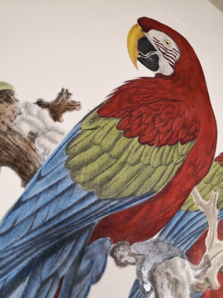 Italian Contemporary Hand Colored Print Axel Amuchastegui "Parrots" Red ...