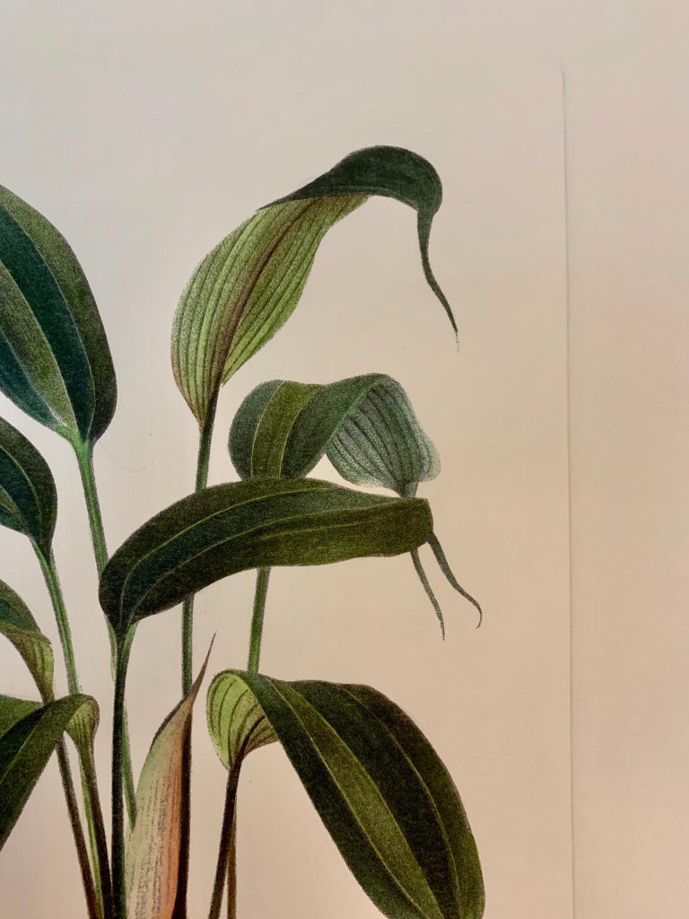 Italian Contemporary Hand Painted Botanical Print '2 of 4' For Sale at ...