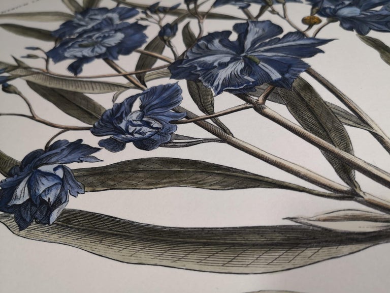 Italian Contemporary Hand Painted Botanical Print "Nerium Latifolium ...