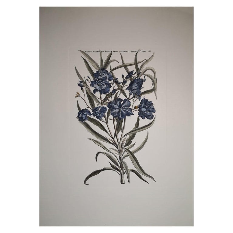 Italian Botanical Prints