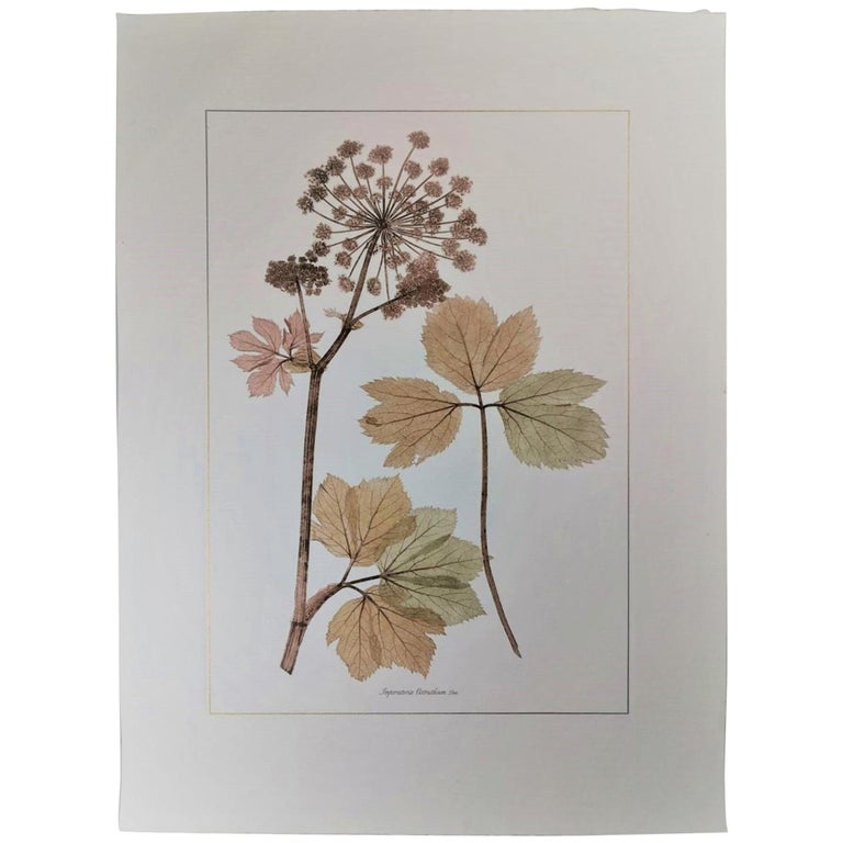 Italian Contemporary Hand Painted Botanical Print Representing ...