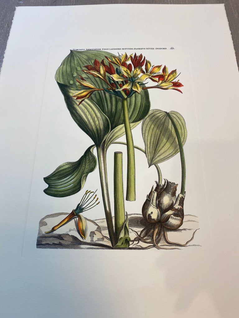 Italian Contemporary Hand Painted Botanical Print, Set of 4 For Sale at ...