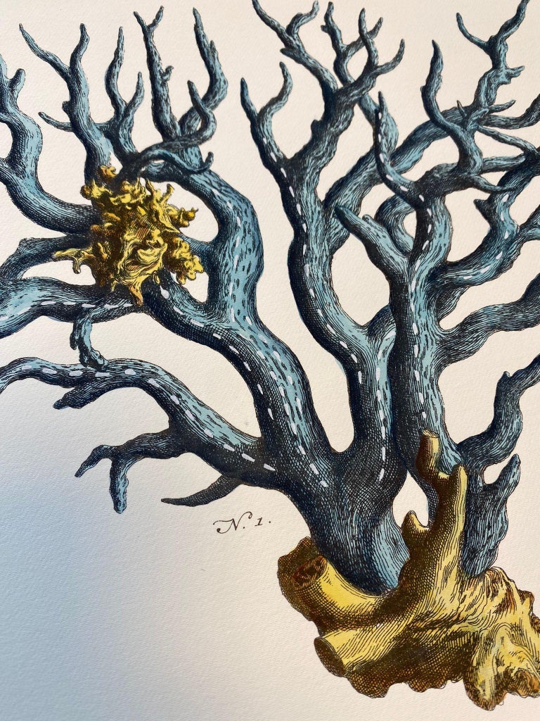 Italian Contemporary Hand Painted Print Albertus Seba "Corallium Rubrum ...