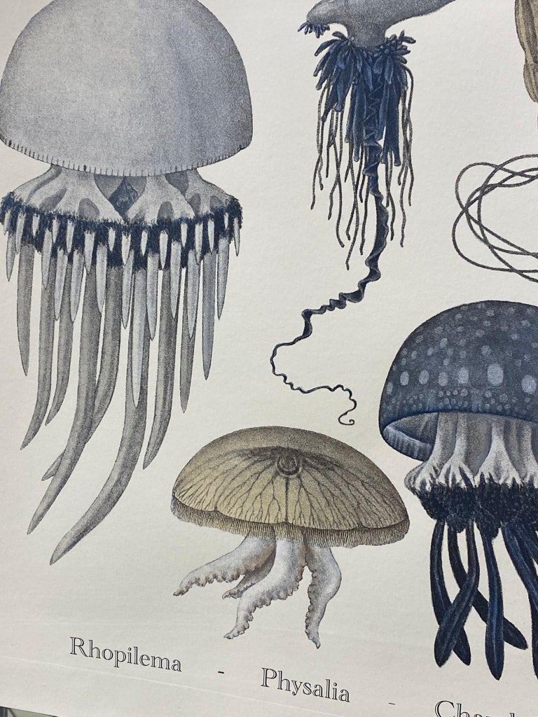 Italian Contemporary Hand Painted Print Japanese Sea Life "Jellyfishes ...