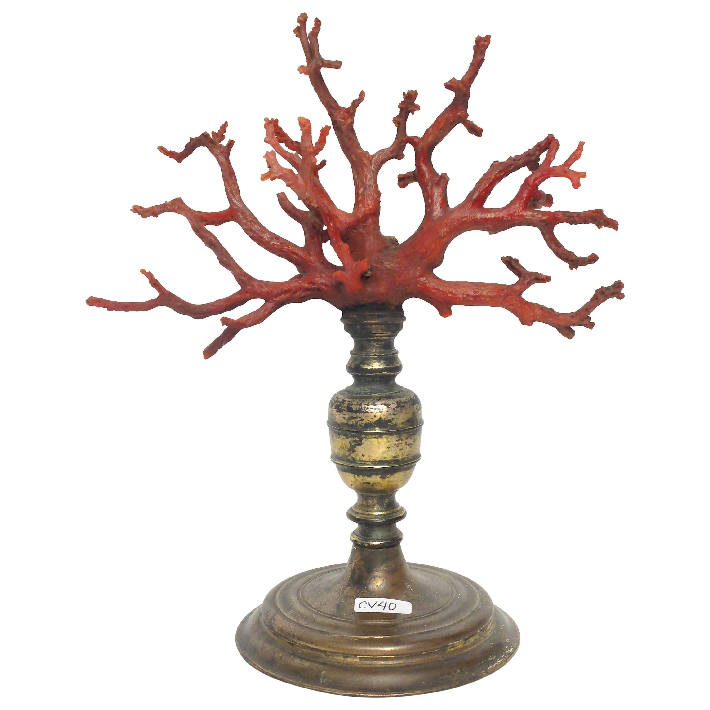 Italian Coral Branch, Mounted Wunderkammer Naturalia Specimen, Italy ...