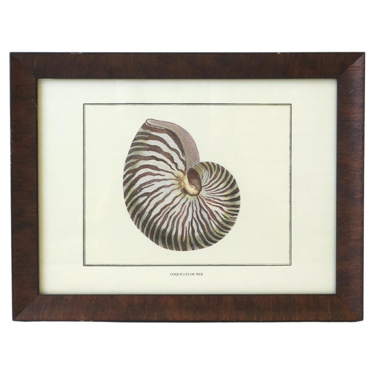 Italian Nautilus Seashell Print Artwork Wall Art For Sale at 1stDibs