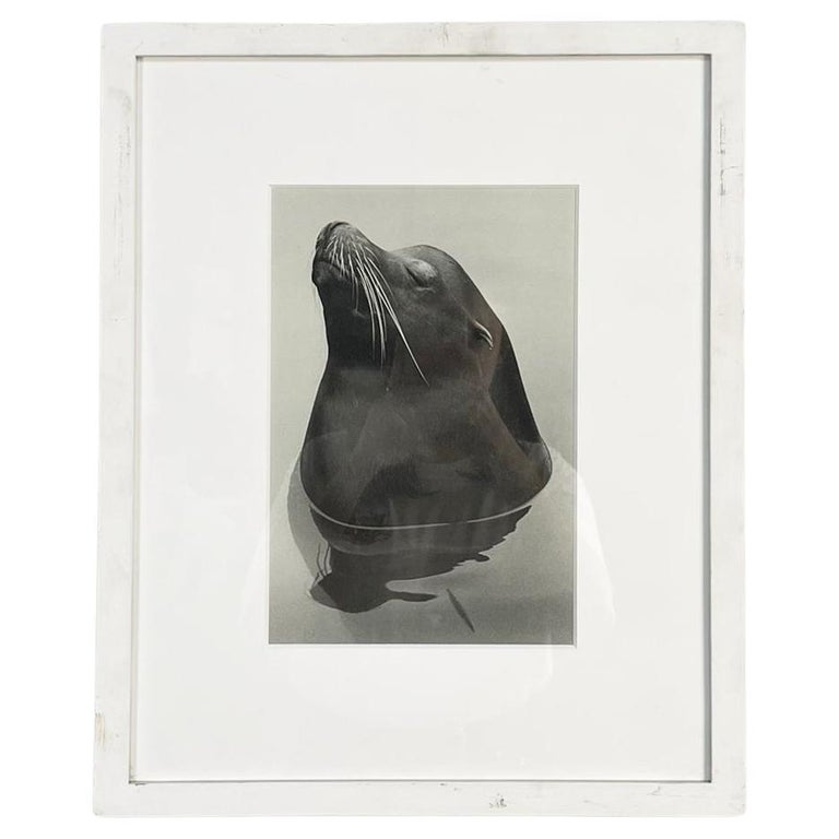 Italian Post-Modern Black and White Photographic Print of a Seal, 2000s ...