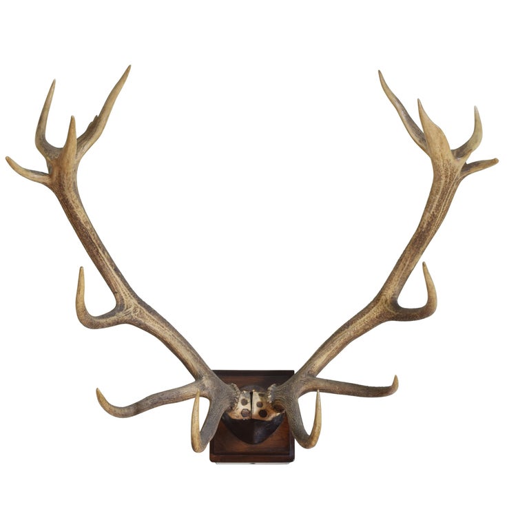 Italian Red Deer and Partial Skull Mount, Early 20th Century at 1stDibs