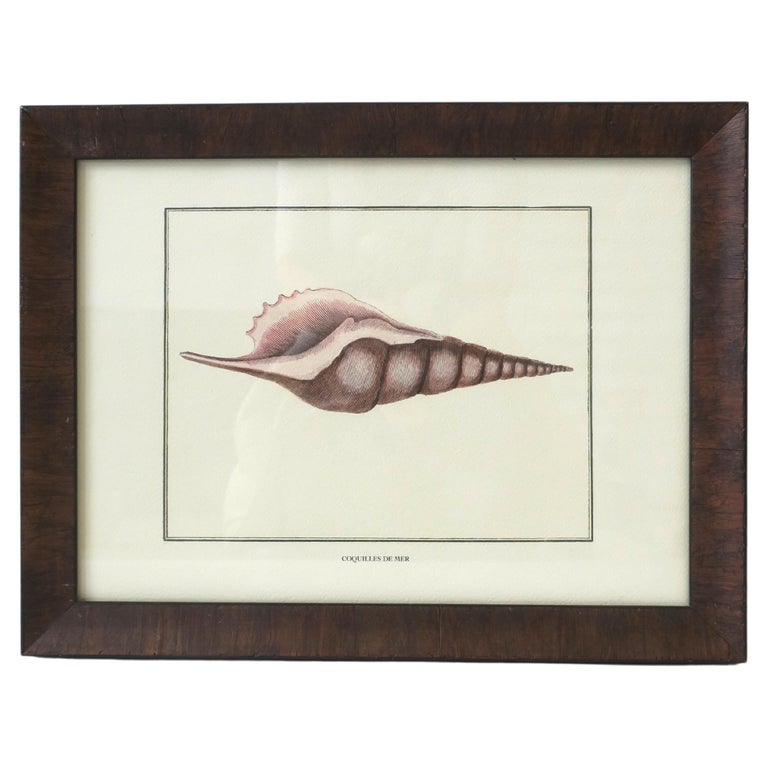 Italian Seashell Print Artwork Wall Art For Sale at 1stDibs
