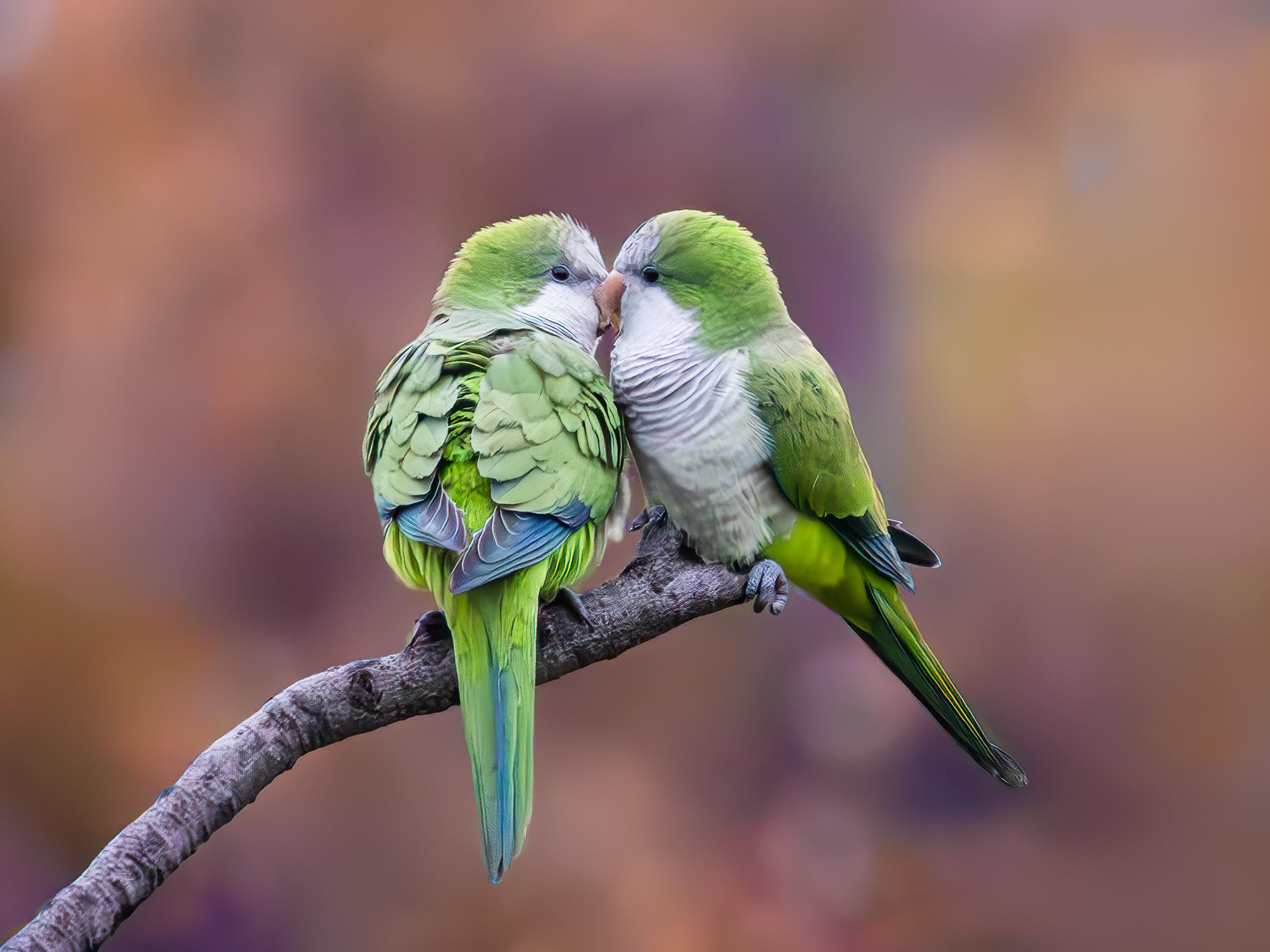 Jack Hart - “Love Birds” Photography 12” x 16” in Edition of 20 Bird ...