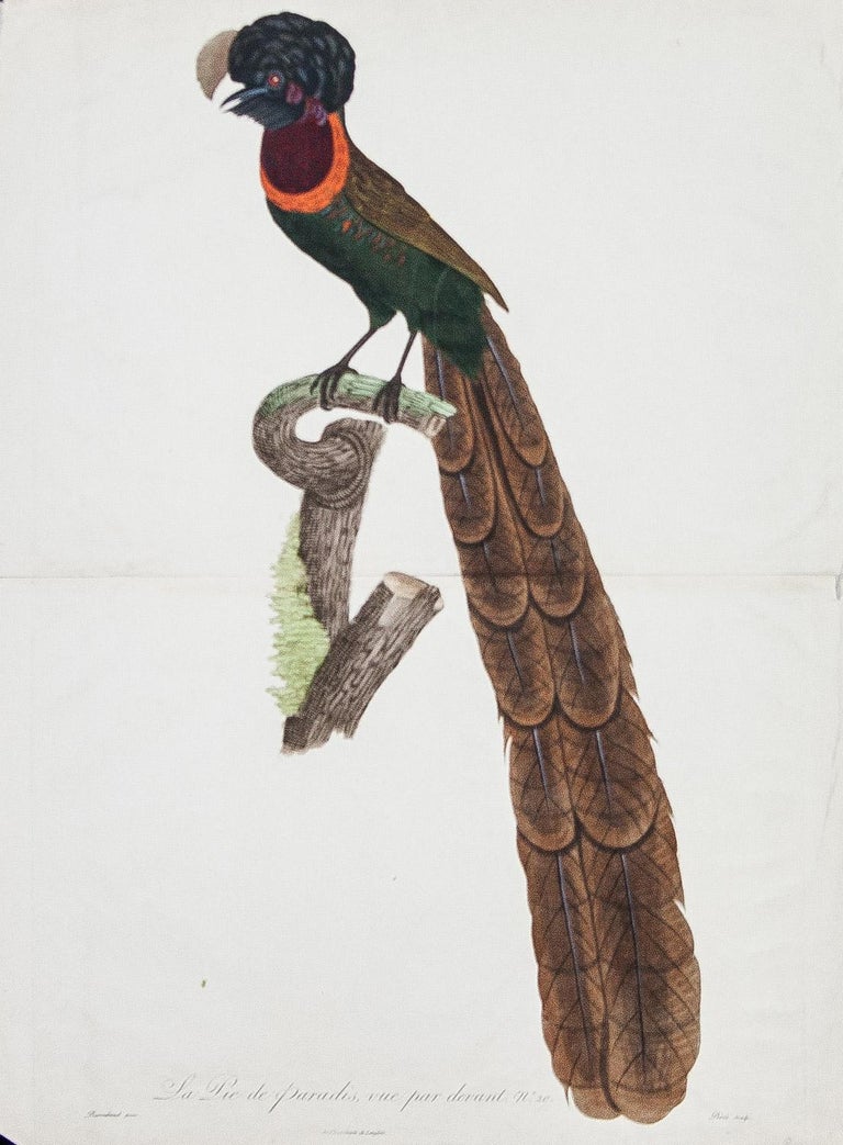 Jacques Barraband - [ Bird of Paradise] La Pie de paradise, vue par ...