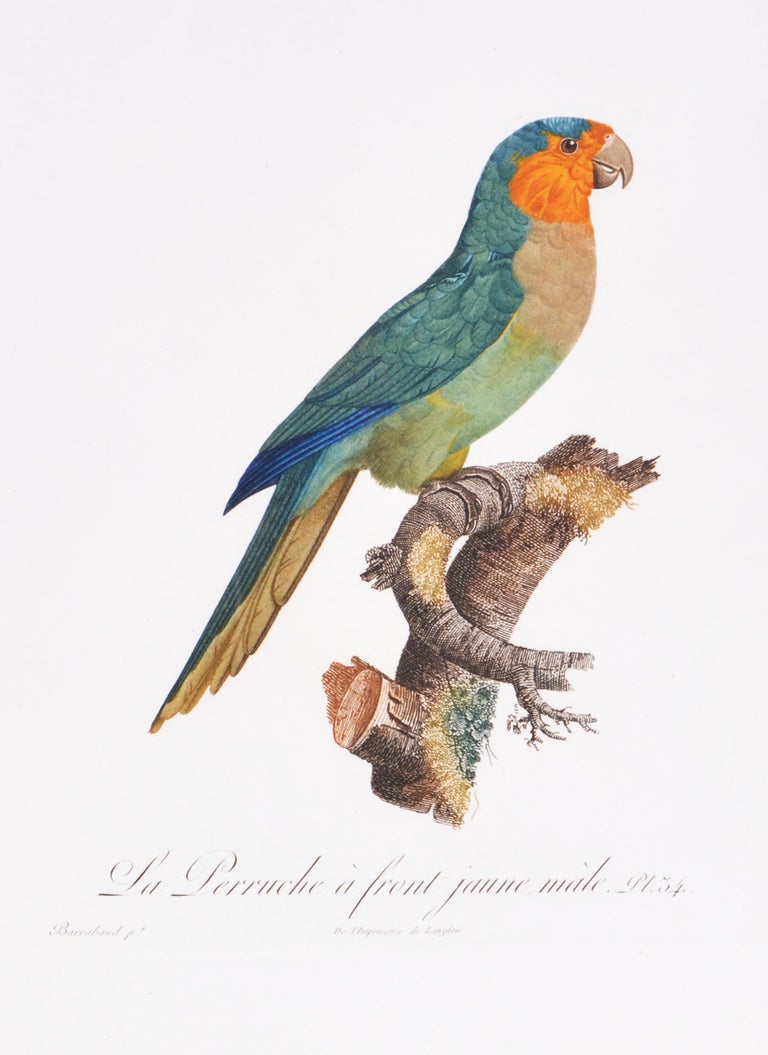Jacques Barraband - Jacques Barraband, La Perruche à front jaune, mâle ...