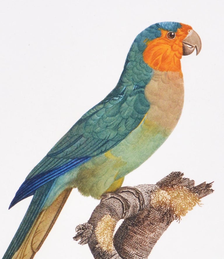 Jacques Barraband - Jacques Barraband, La Perruche à front jaune, mâle ...