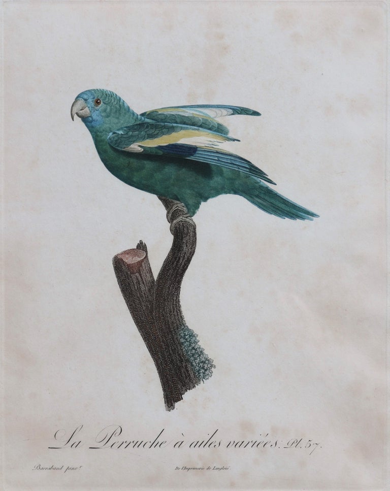 Jacques Barraband - La Perruche a ailes variees Pt. 57 For Sale at 1stDibs