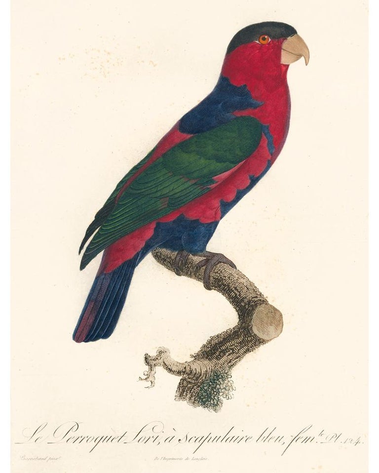 Jacques Barraband - Pair of Parrot Prints at 1stDibs