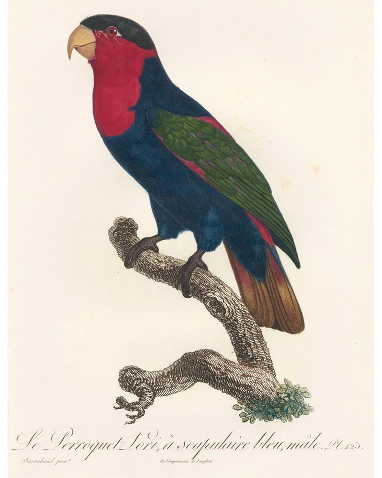 Jacques Barraband - Pair of Parrot Prints at 1stDibs