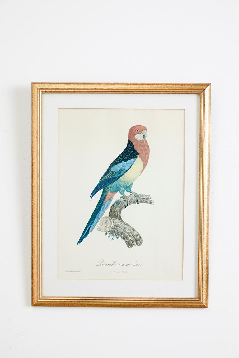 Jacques Barraband - Set of 16 Hand Colored Etchings at 1stDibs